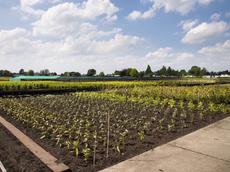 Zorg dat de bodem goed is | greenport