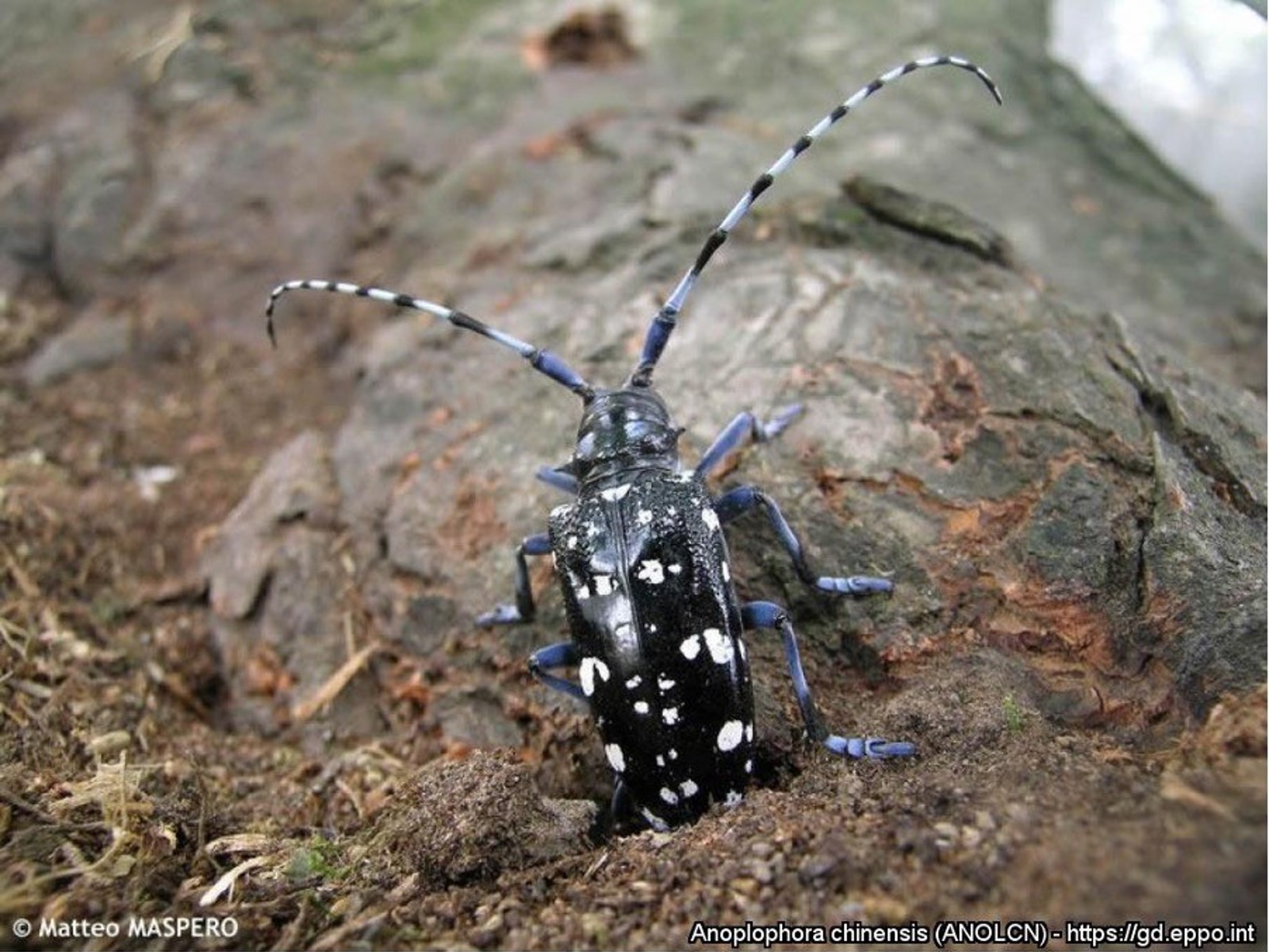 Ken de gevaren van Q-organismen: de Oost-Aziatische boktor | greenport